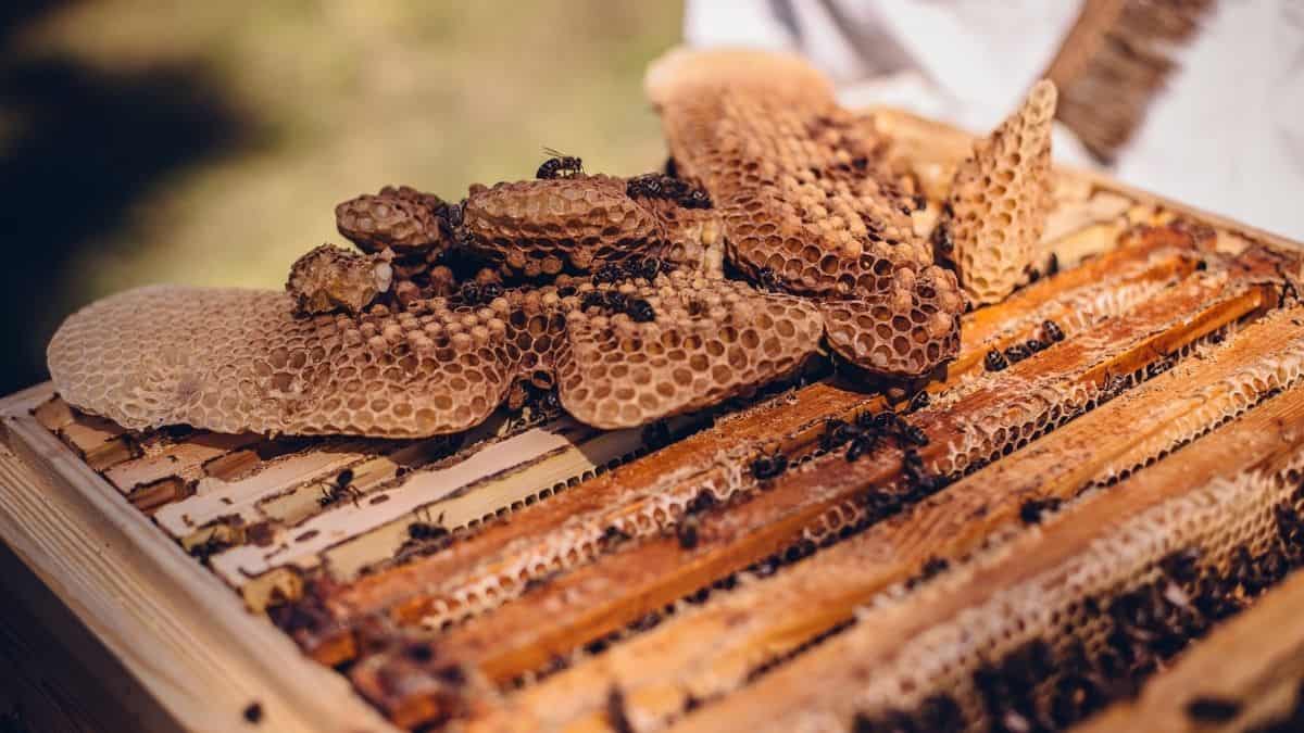 Over 25 Beeswax Uses for Your Body and Home - Creative Simple Living