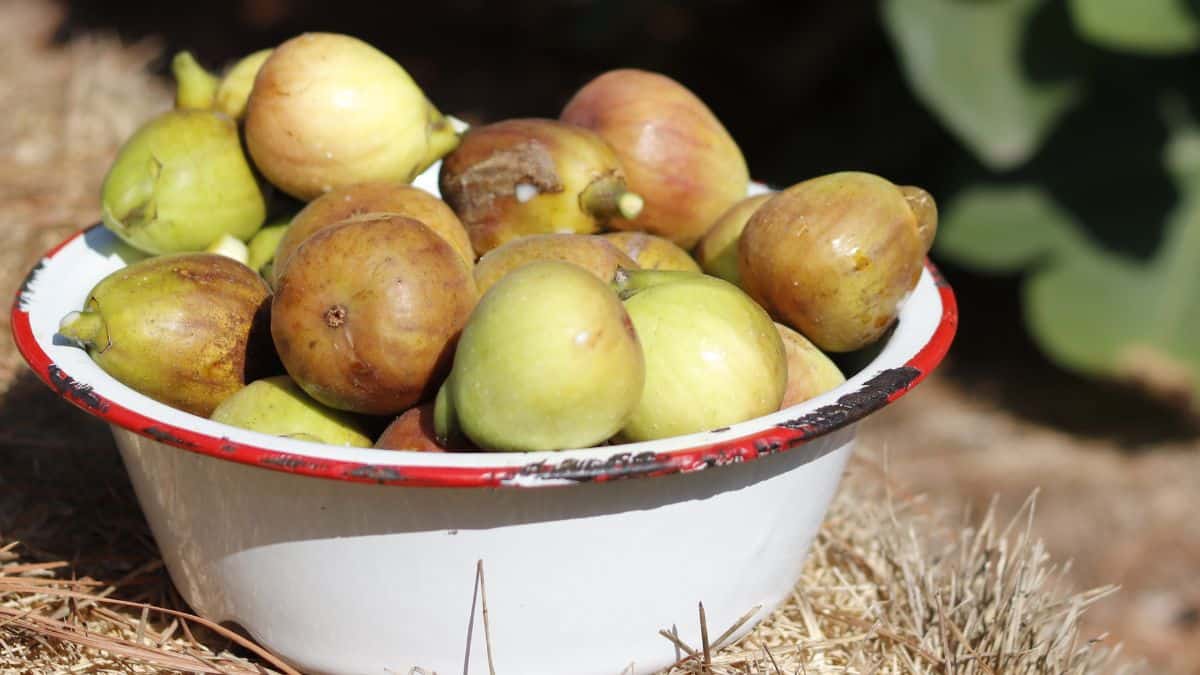 How to Freeze Fresh Figs - Creative Simple Living